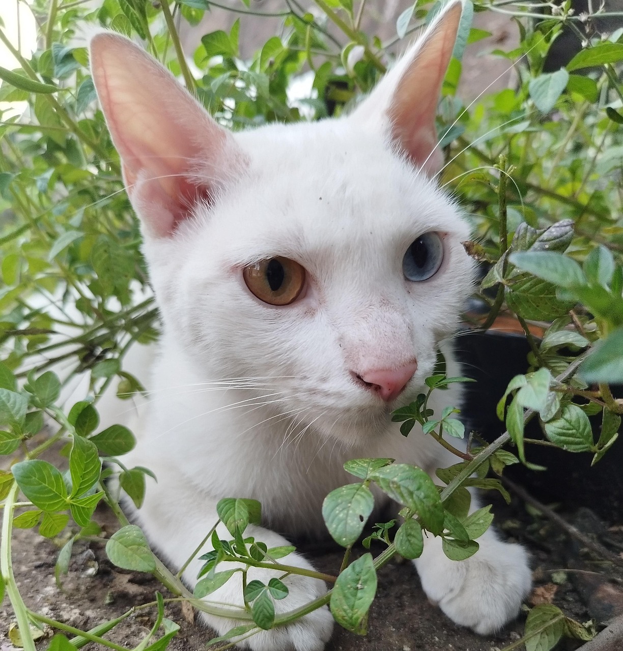 Chat Marrant Feuille Œil - Photo gratuite sur Pixabay
