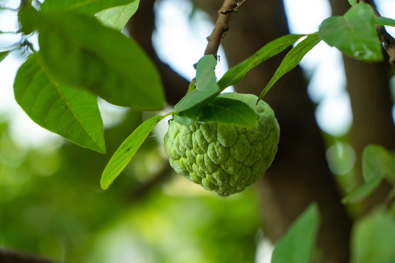 10+ Free Annona & Fruit Images - Pixabay