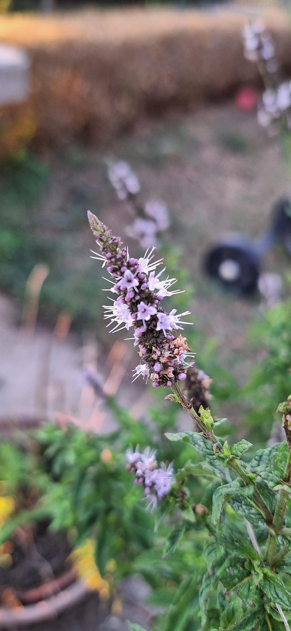 Bunga Alam Rumput Halaman - Foto gratis di Pixabay - Pixabay