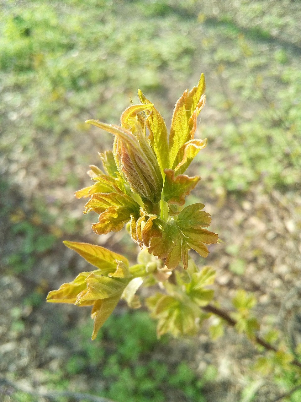 Grün Frühling Zweig - Kostenloses Foto auf Pixabay - Pixabay