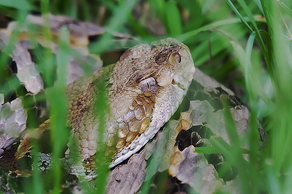 Serpent Crotale Des Bois Reptile - Photo gratuite sur Pixabay - Pixabay