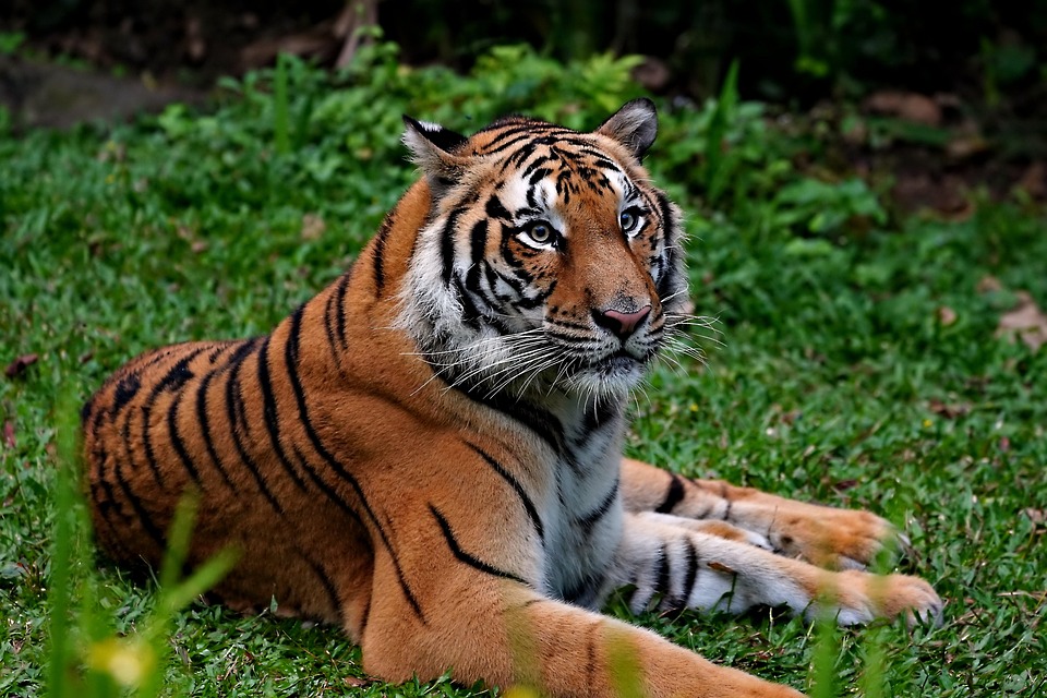 Animal Tiger Mammal - Free photo on Pixabay - Pixabay