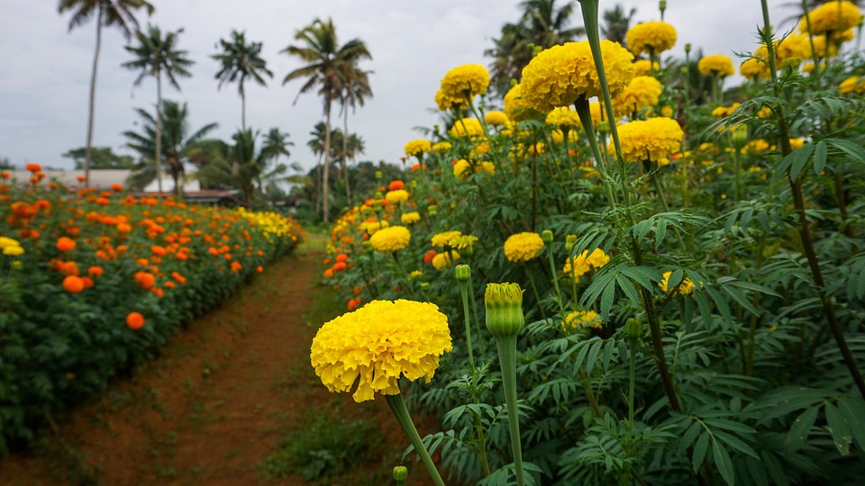 Marigold Flower Kerala - Free photo on Pixabay - Pixabay