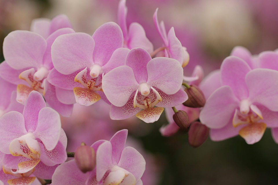Flowers Orchid Petals - Free photo on Pixabay - Pixabay