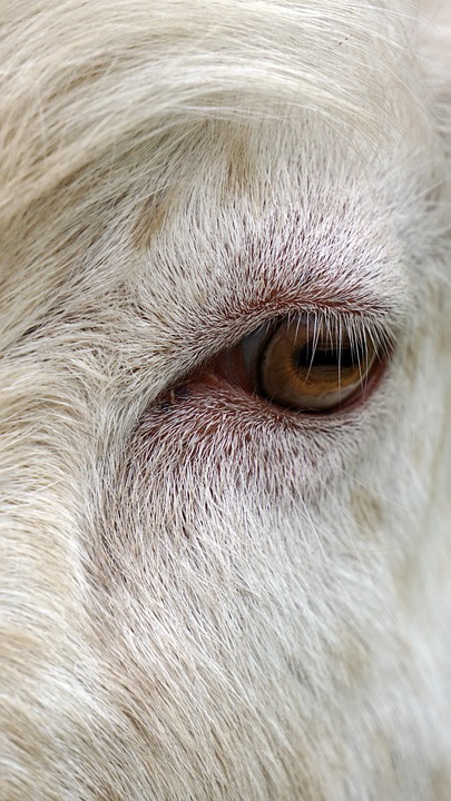 Cabra Animal Ojo - Foto gratis en Pixabay - Pixabay