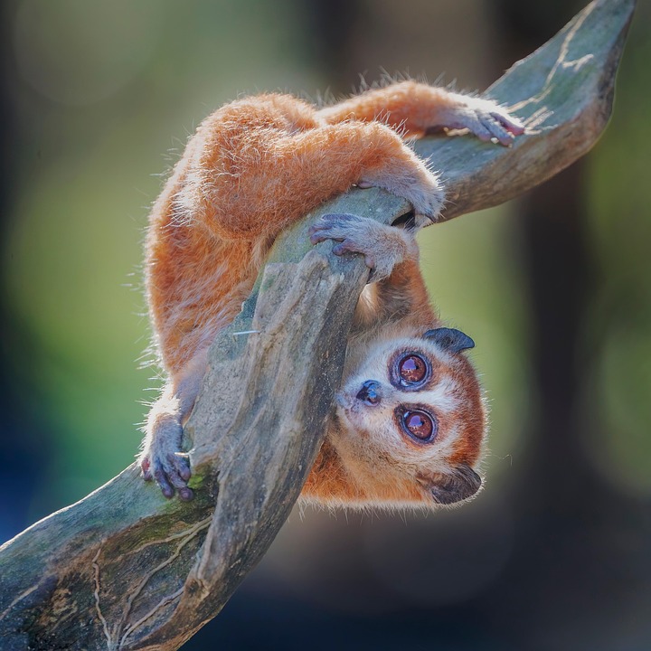 Bushbaby Mammal Tree - Free photo on Pixabay