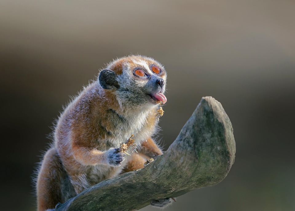 Bushbaby Mammal Trre - Free photo on Pixabay