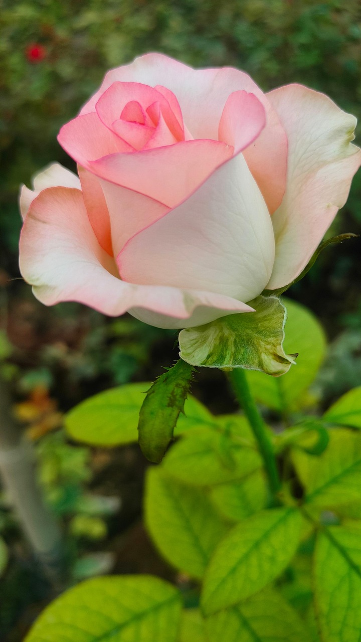 Pink Rose Flower - Free photo on Pixabay - Pixabay