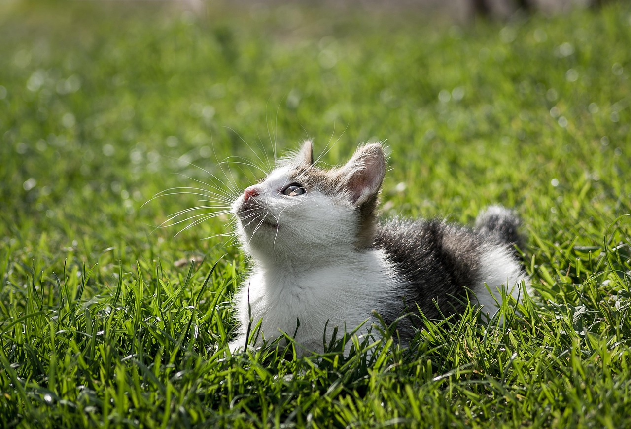 Cat Chaton Gazon Le - Photo gratuite sur Pixabay