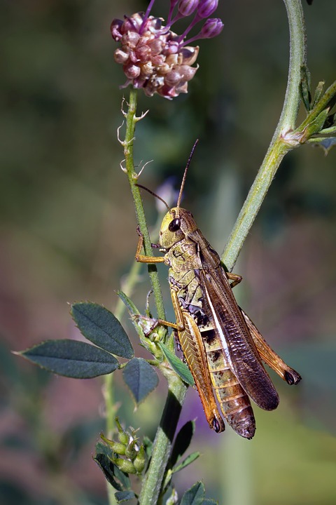 Grasshopper Locust Insect - Free photo on Pixabay