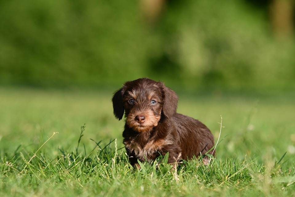 Dog Dachshund Puppy - Free photo on Pixabay - Pixabay