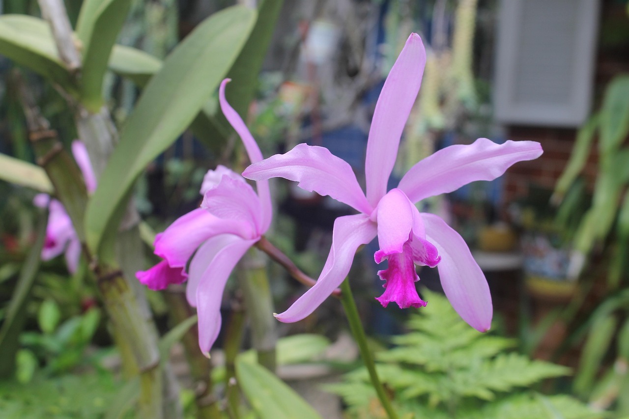 Orchid Rose Flowers - Free photo on Pixabay - Pixabay