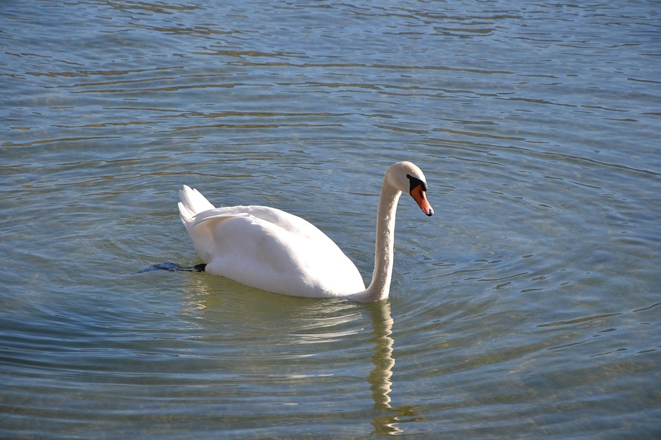 Swan Bird Animal - Free photo on Pixabay - Pixabay