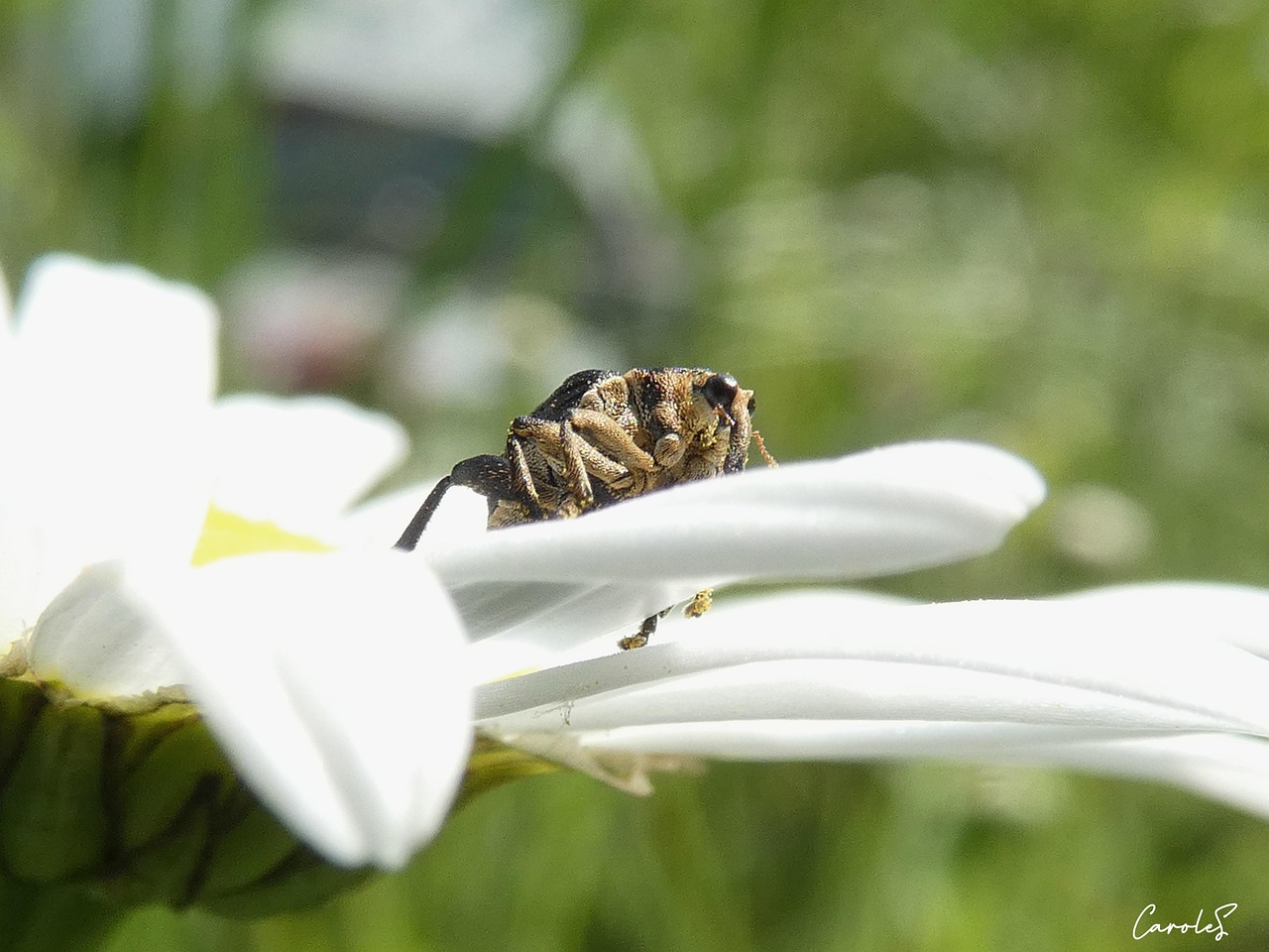 Insecte Fleur Faune - Photo gratuite sur Pixabay