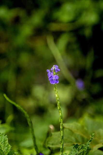 Porter Weed Flower - Free photo on Pixabay - Pixabay