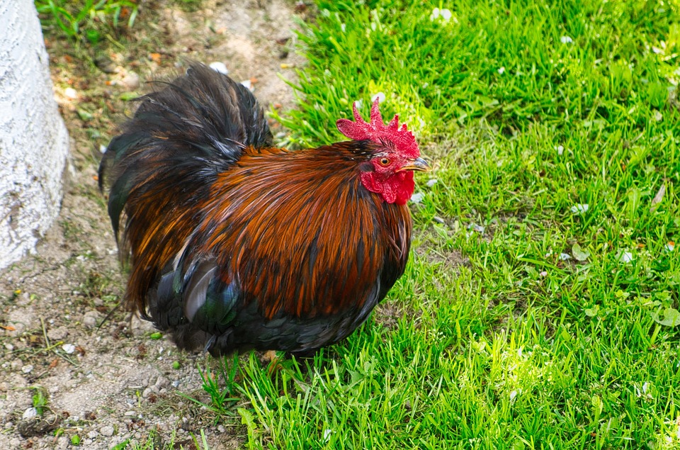 Gallo Pollo Naturaleza Aves De - Foto gratis en Pixabay - Pixabay
