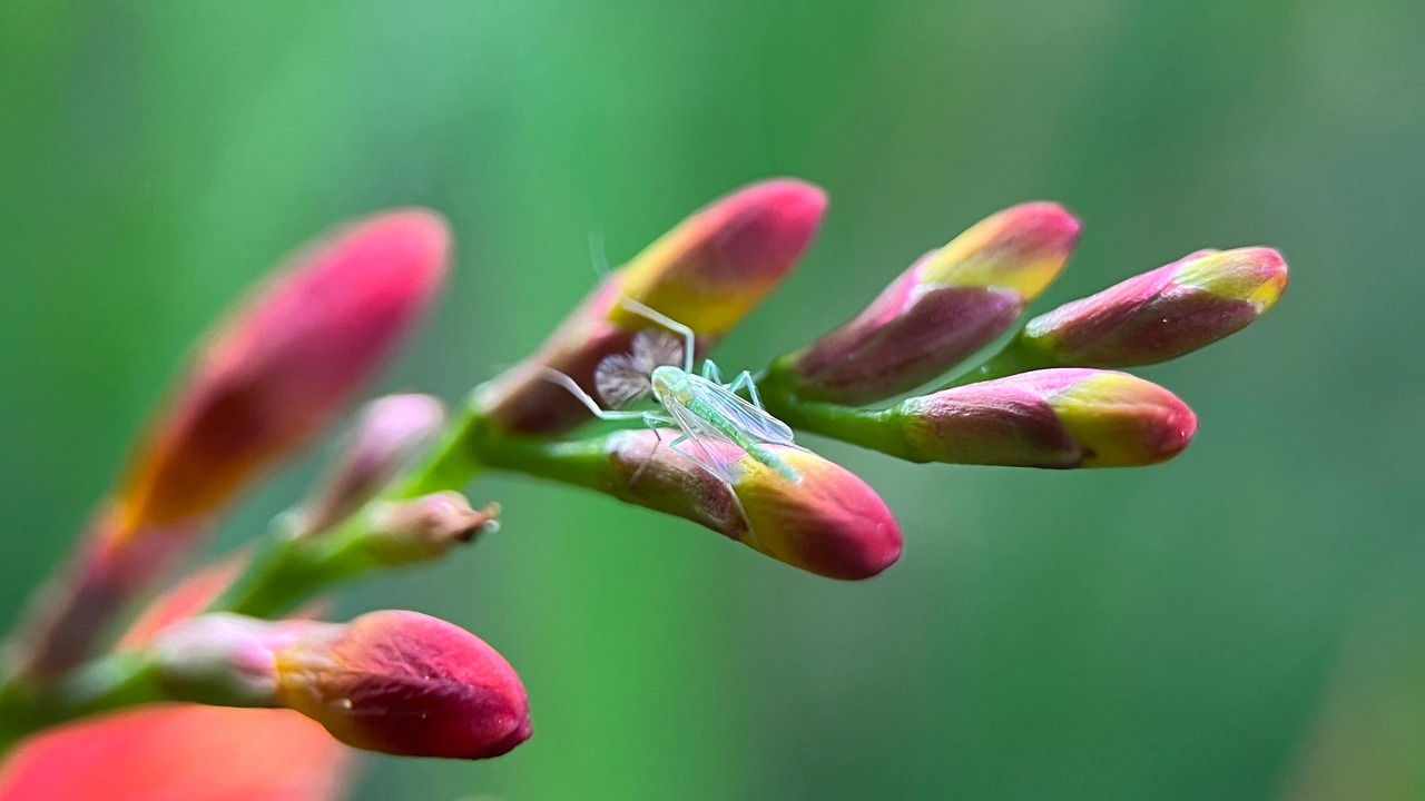 Montbretia Moustique Bug - Photo gratuite sur Pixabay - Pixabay