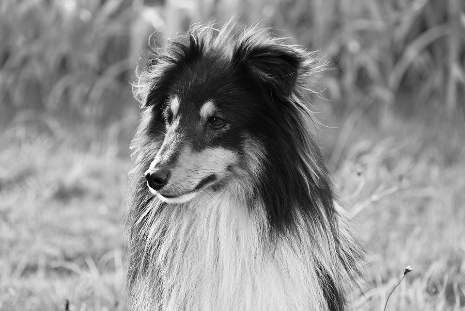 Shetland Sheepdog Sheltie Perro - Foto gratis en Pixabay - Pixabay