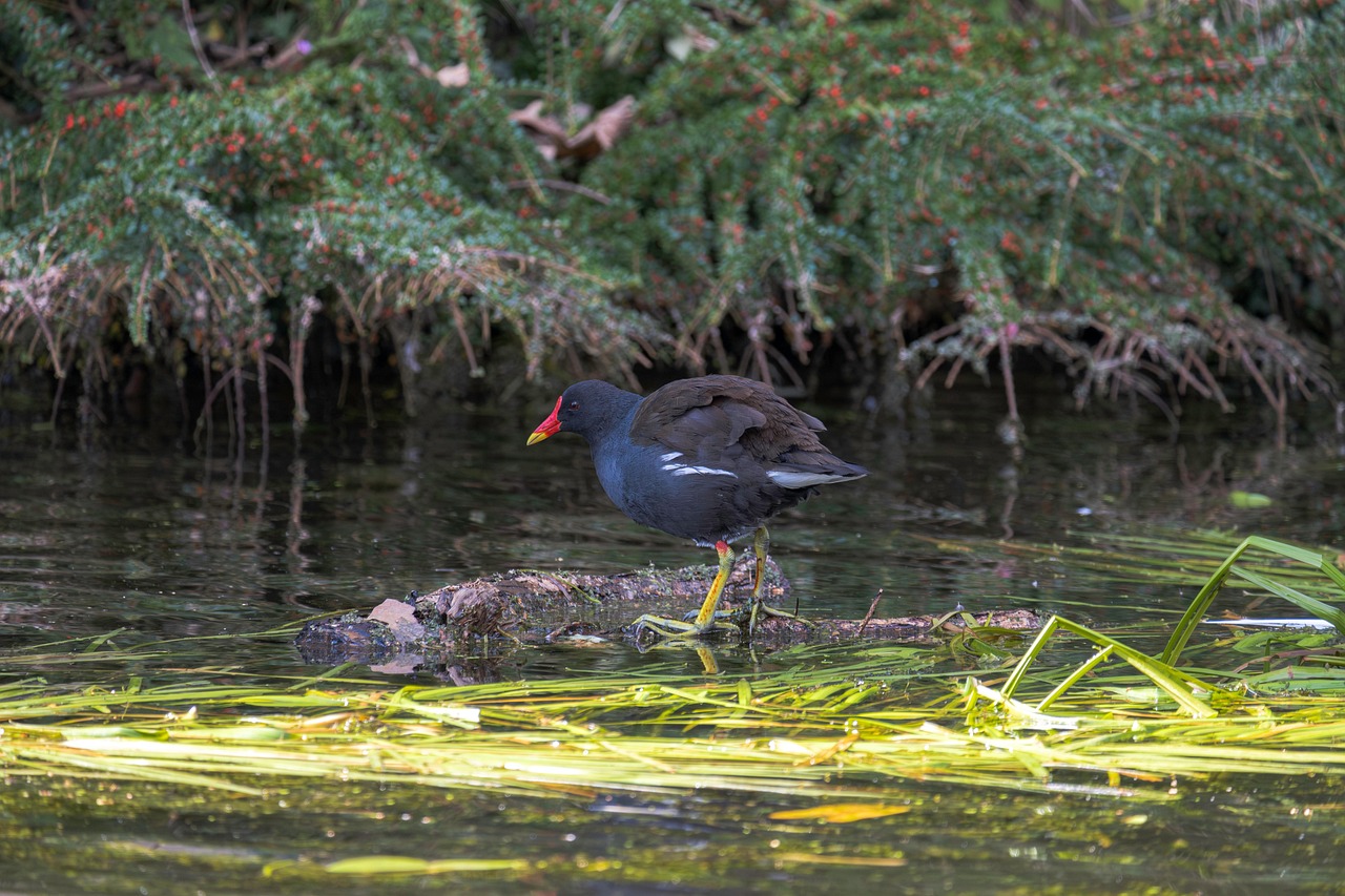 Moorhen River Nature - Free photo on Pixabay - Pixabay