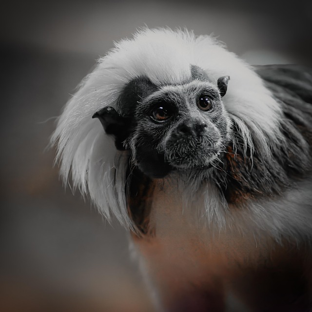 Cotton-Top Tamarin Ape Monkey - Free photo on Pixabay - Pixabay