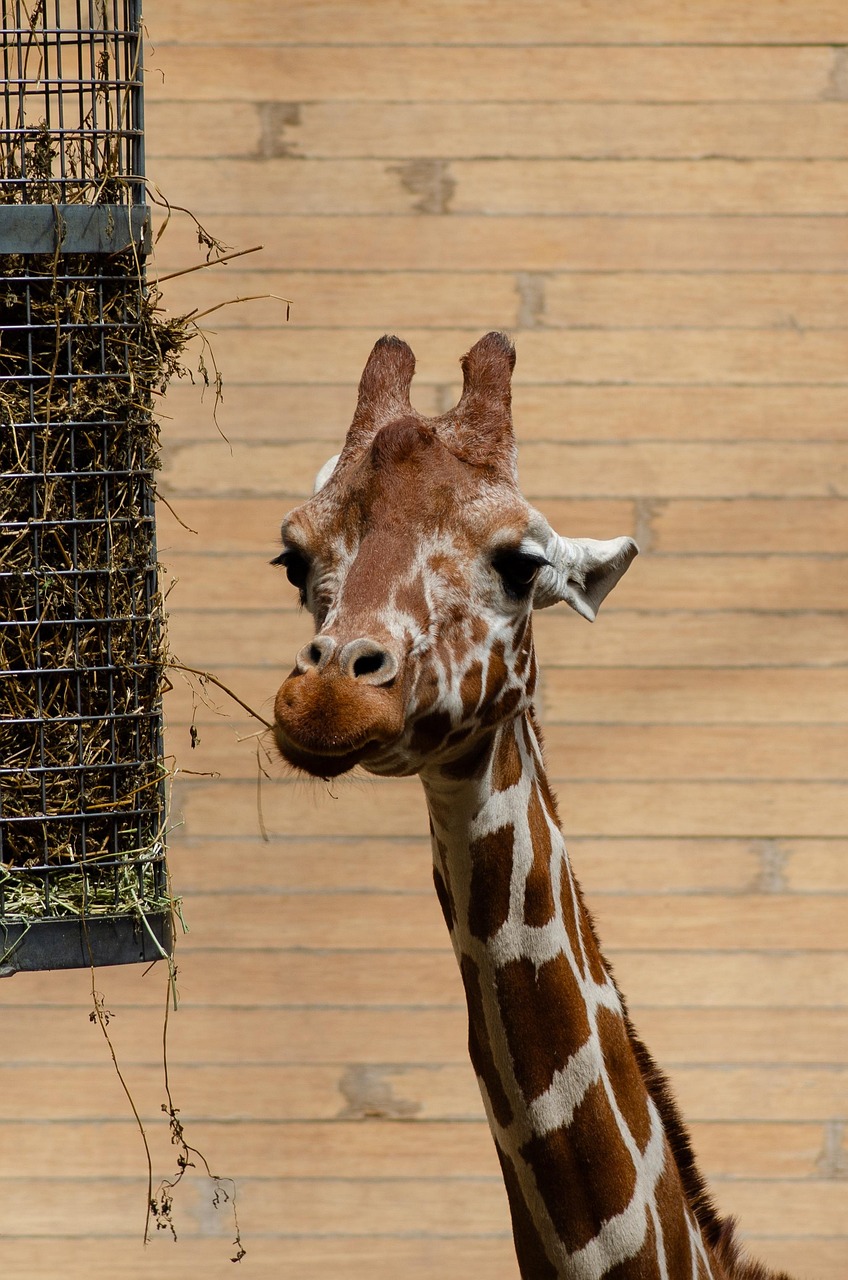 Giraffe Nature Animal - Free photo on Pixabay
