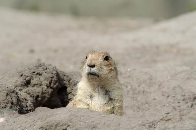 Prairie Dog Animal Nature - Free photo on Pixabay - Pixabay
