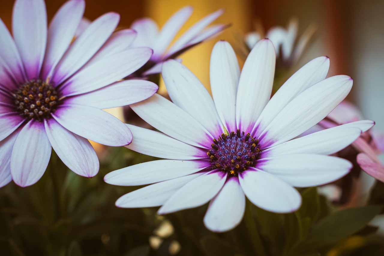 Capa Marguerite Margarida Do Cabo - Foto gratuita no Pixabay - Pixabay