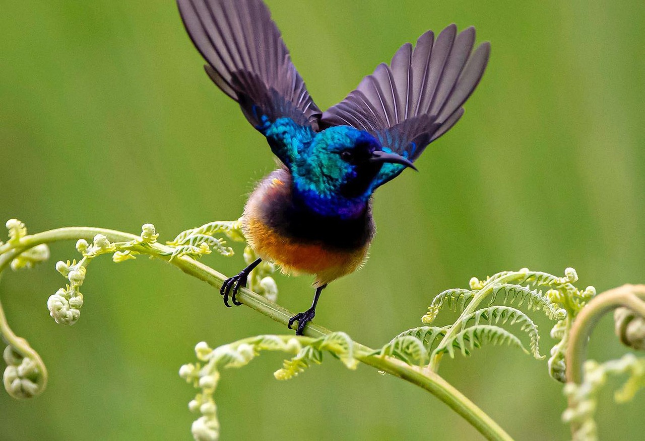 Oiseau Naturel Forêt - Photo gratuite sur Pixabay - Pixabay