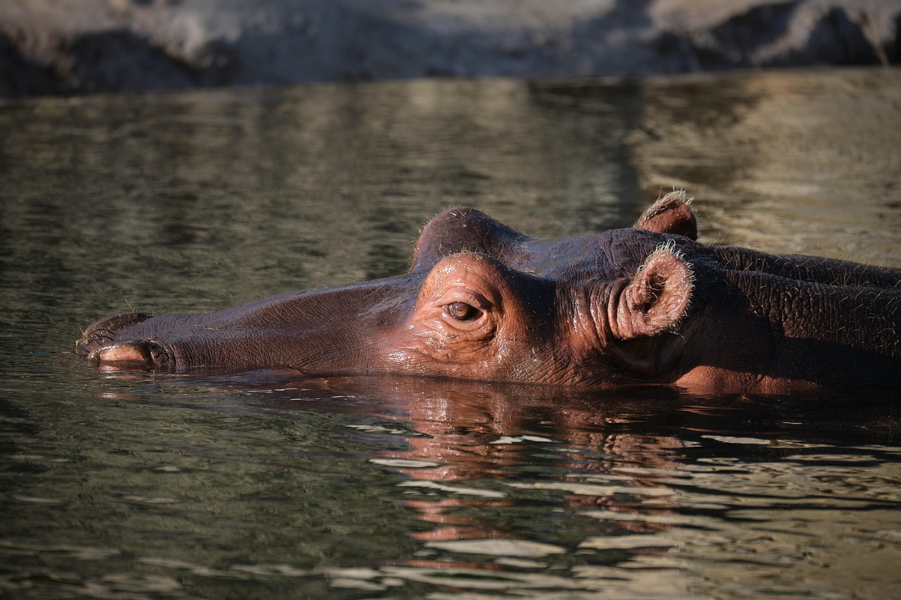 Hippopotamus Mammal Animal - Free photo on Pixabay - Pixabay