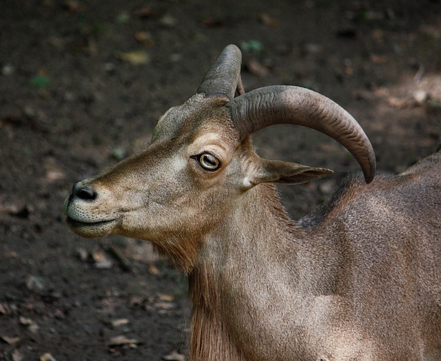 Goat Mammal Animal - Free photo on Pixabay - Pixabay