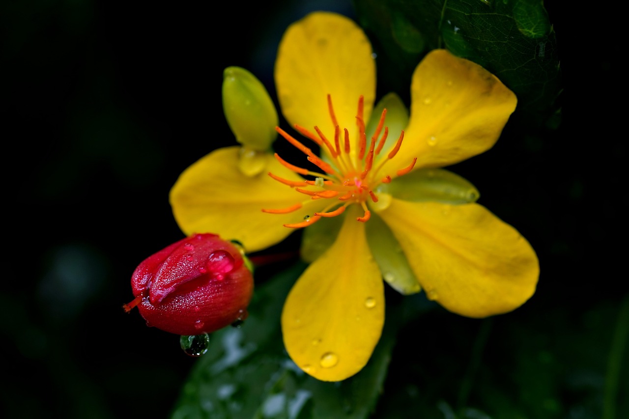 St John S Wort Yellow Flower Free Photo On Pixabay Pixabay