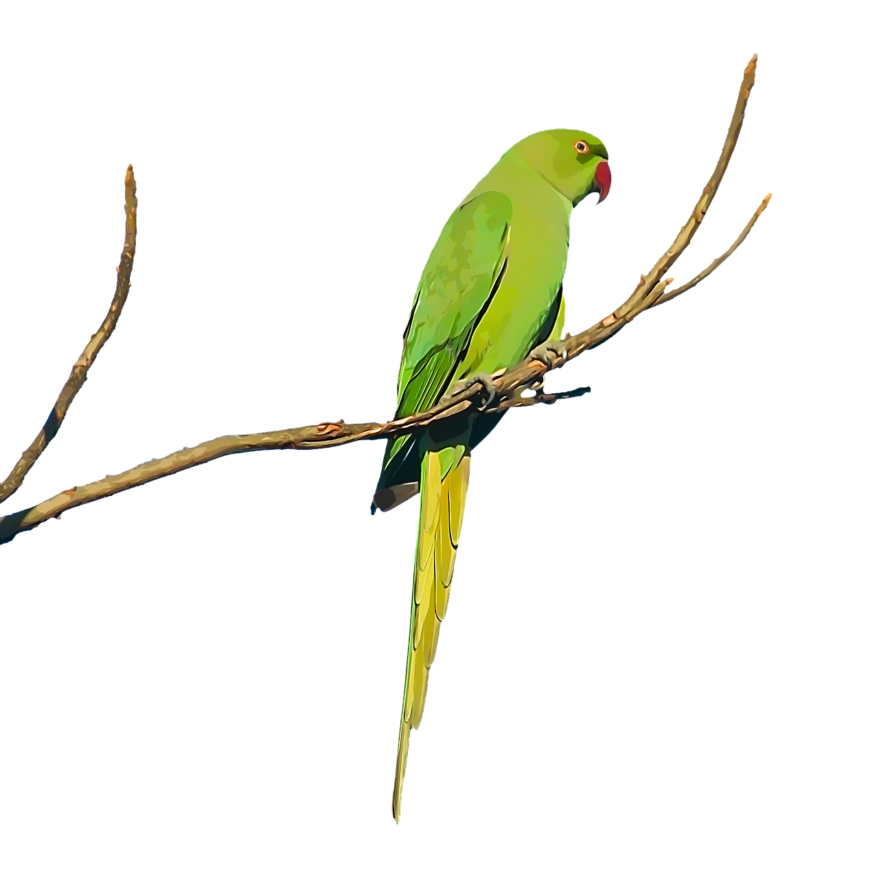 King Parrot Australia Dot To Dot Printable Worksheet