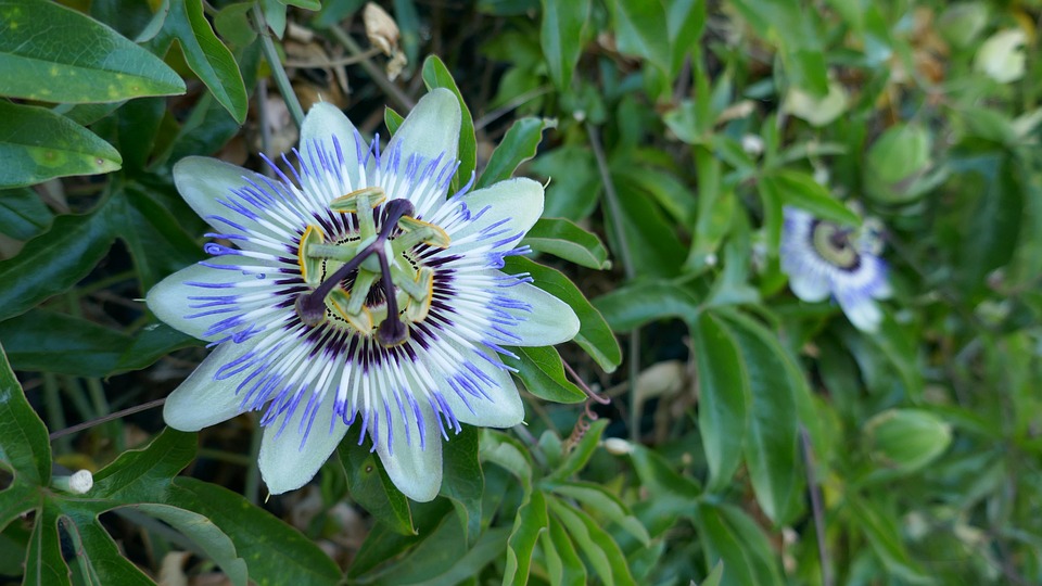 Fleur De La Passion Vittoria - Photo gratuite sur Pixabay - Pixabay