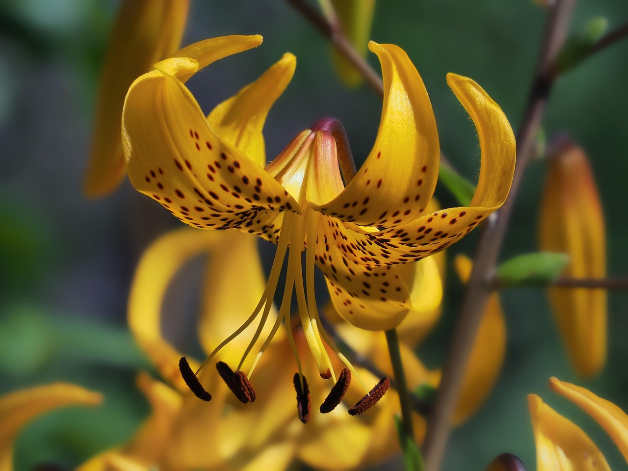 Lily Tiger Blossom Free Photo On Pixabay Pixabay