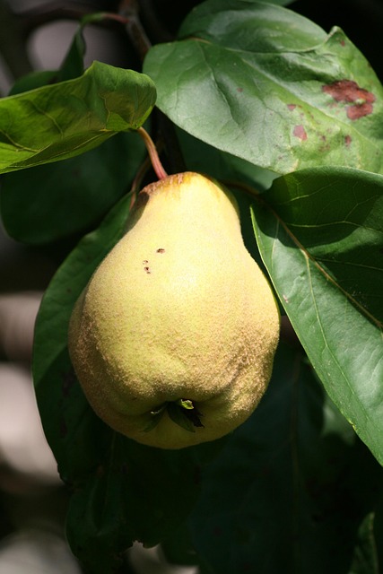 Marmelo Fruta Pêra - Foto gratuita no Pixabay - Pixabay