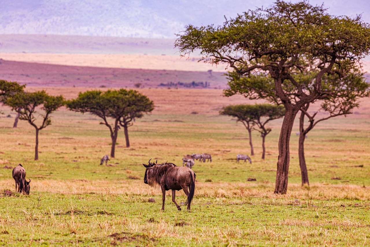 Wildlife Animals Wild - Free photo on Pixabay - Pixabay