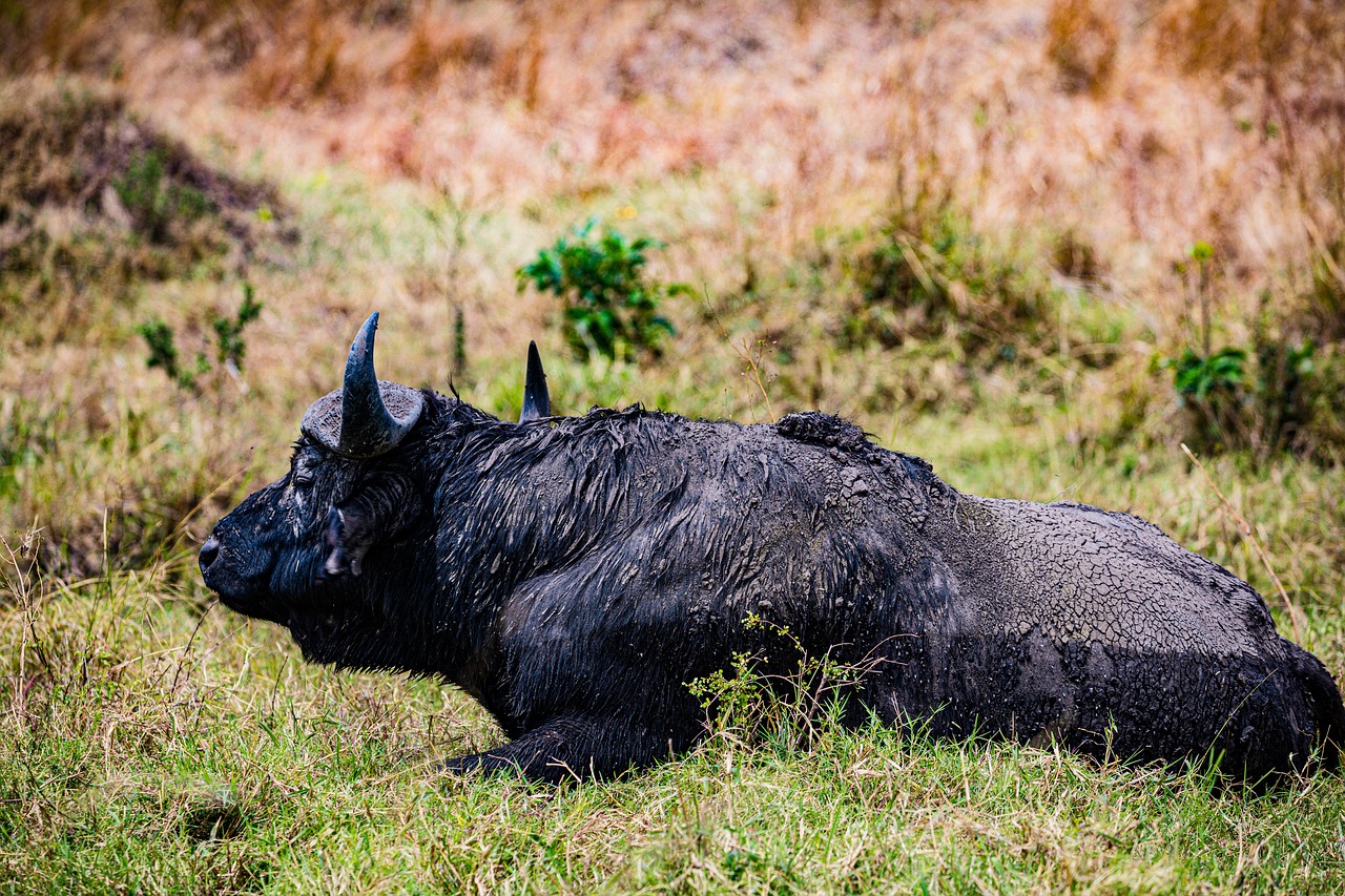 Faune Animaux Sauvage - Photo gratuite sur Pixabay - Pixabay