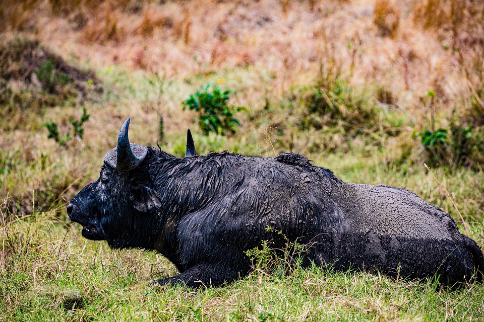 Wildlife Animals Wild - Free photo on Pixabay - Pixabay