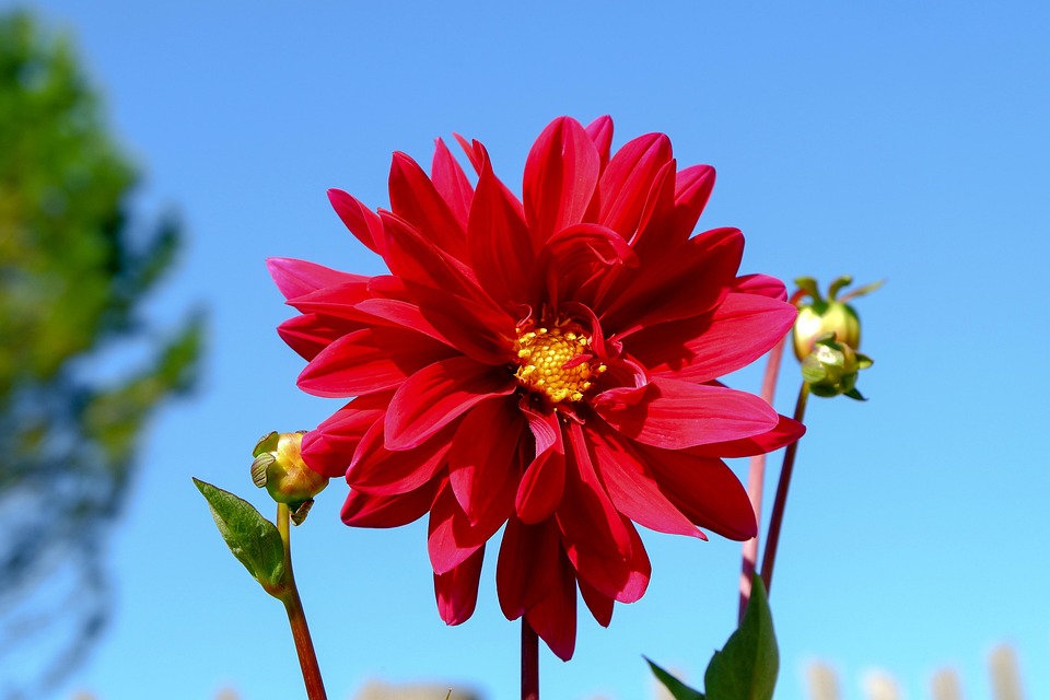 Dahlia Blomma Vackra Blommor - Gratis foto på Pixabay - Pixabay