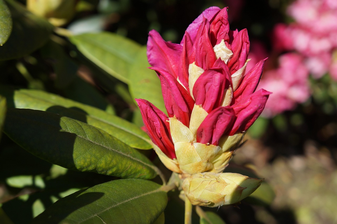 Flower Bud - Free photo on Pixabay - Pixabay