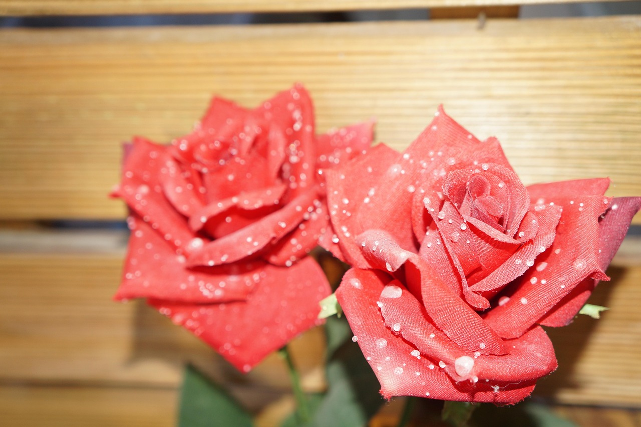 Fleur Rose Avec Des Gouttes Une - Photo gratuite sur Pixabay - Pixabay