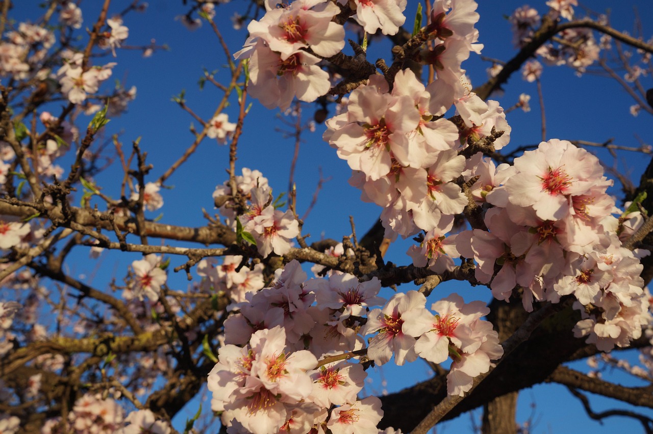 Flower Almonds - Free photo on Pixabay - Pixabay