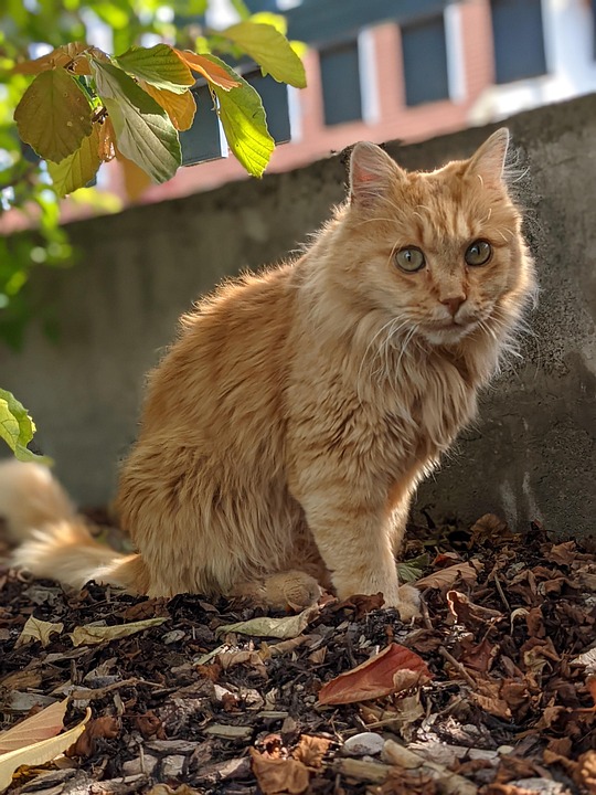 Katze Lange Haare Blätter - Kostenloses Foto auf Pixabay - Pixabay
