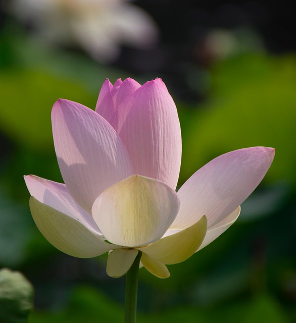 Flower Lotus Pink - Free photo on Pixabay Flower Lotus Pink - Free photo on Pixabay