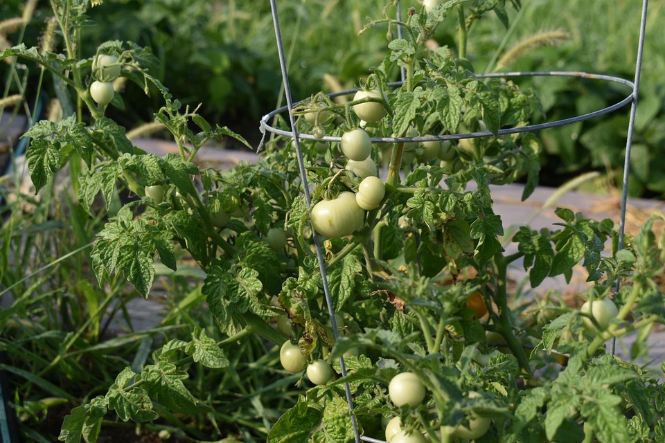 Planta De Tomate Vegetal Fresco - Foto gratuita no Pixabay - Pixabay