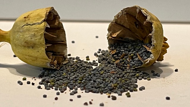 Opium Biji Besar - Foto gratis di Pixabay - Pixabay