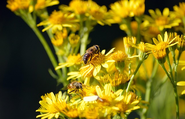 Common Ragwort Bees Pollination - Free photo on Pixabay - Pixabay
