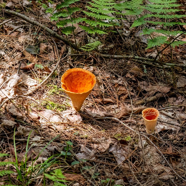 Vase Écailleux Chanterelle Gomphus - Photo gratuite sur Pixabay - Pixabay