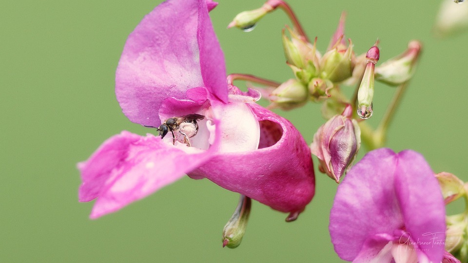 Insecte Fleur Printemps Généré - Image gratuite sur Pixabay - Pixabay