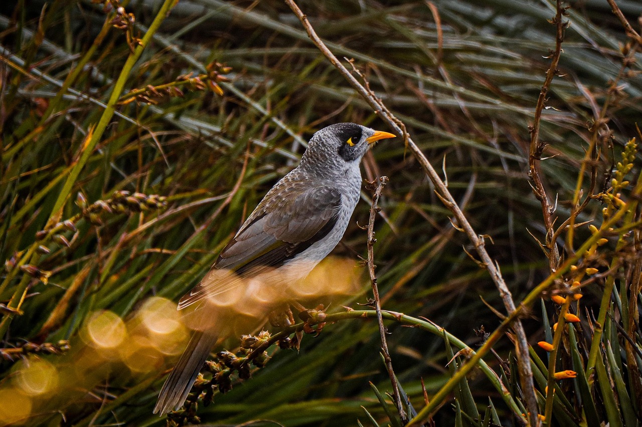 Noisy Miner Bird Animal - Free photo on Pixabay - Pixabay